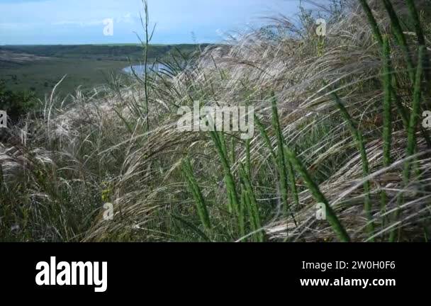 Stipa lessingiana (Needle Grass, Long grass) fluttering in the wind in ...