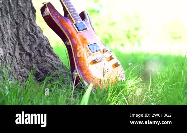 Musical instrument tree Stock Videos & Footage - HD and 4K Video Clips ...