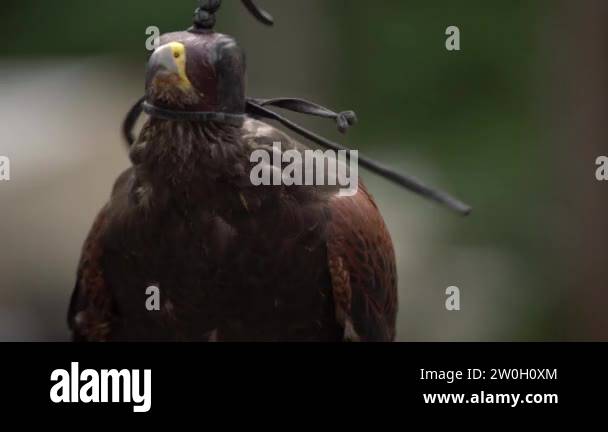 Peregrine falcon sitting on hand Stock Videos & Footage - HD and 4K ...