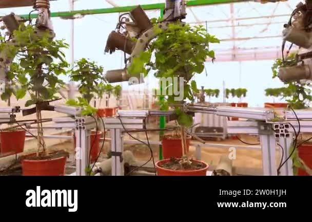 Automatic pruning of flowers, Automatic pruning of plants, conveyor in a greenhouse, automated ...