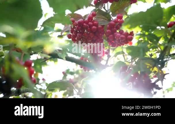 The name of this tree is Sweet viburnum. Scientific name is Viburnum ...