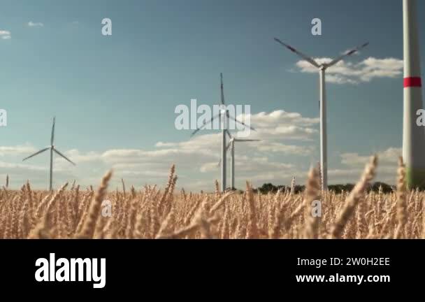 Many wind turbines on a wind farm in an agricultural scale wheat farm ...