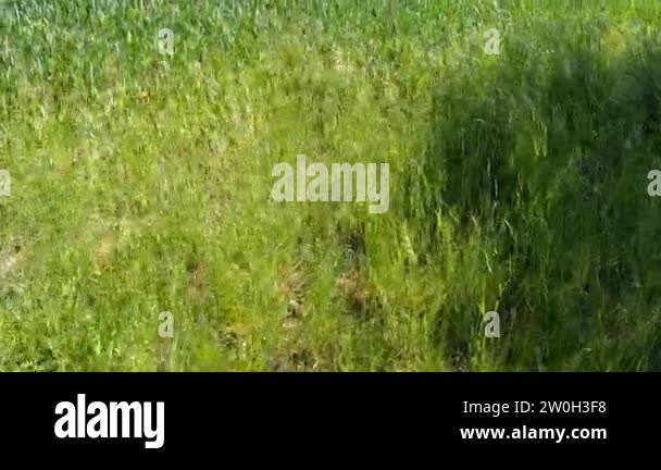 High detail grass Stock Videos & Footage - HD and 4K Video Clips - Alamy