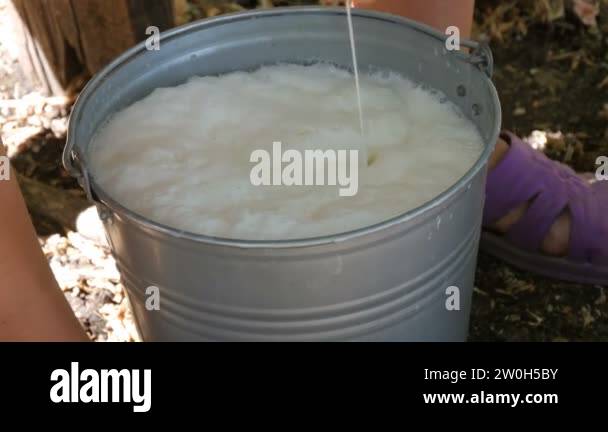 The milkmaid milks the cow by hand. Female hands squeeze the udder of ...