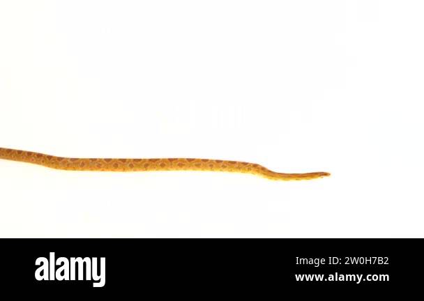 Python burmese Stock Videos & Footage - HD and 4K Video Clips - Alamy