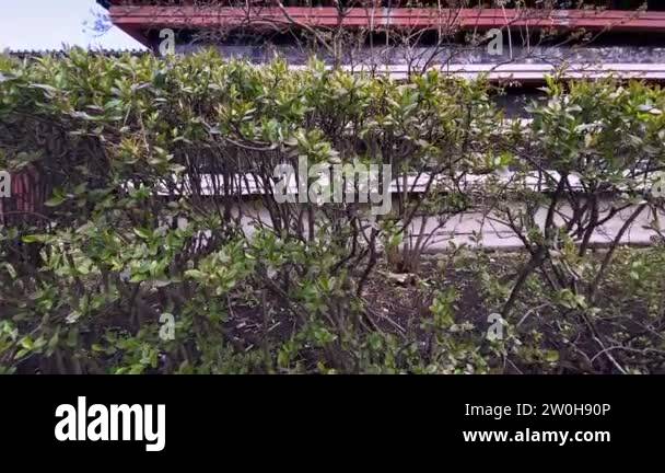 spring bushes with first leaves and an apartment building with ...