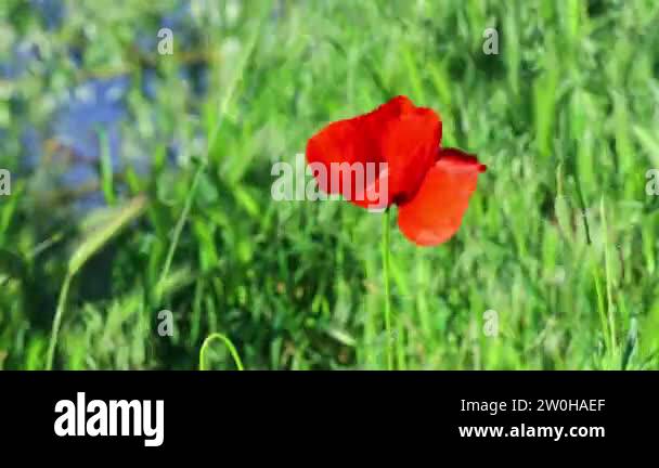 Beautiful red poppy poppy petals Stock Videos & Footage - HD and 4K ...