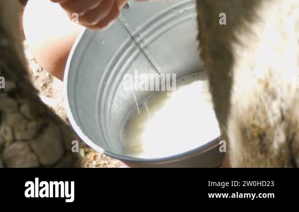 The milkmaid milks the cow by hand. Female hands squeeze the udder of ...