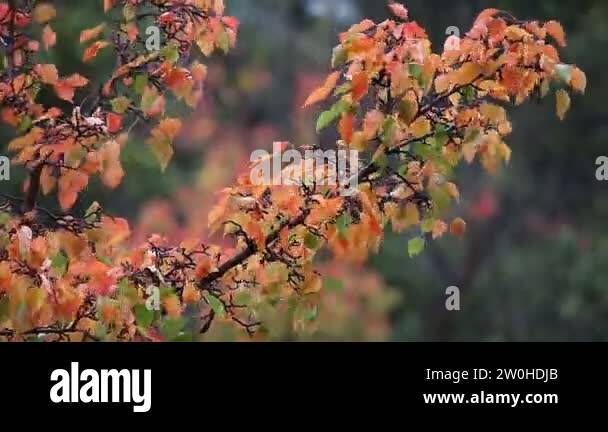 Crabapple tree showing fall colors in the rain Stock Video Footage - Alamy