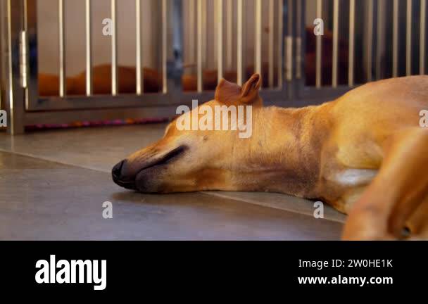 Long muzzle Stock Videos & Footage - HD and 4K Video Clips - Alamy