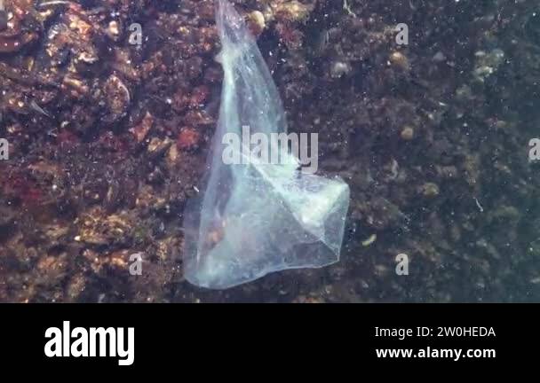Plastic bag in the sea, killer crabs. Plastic debris, pollution, death ...
