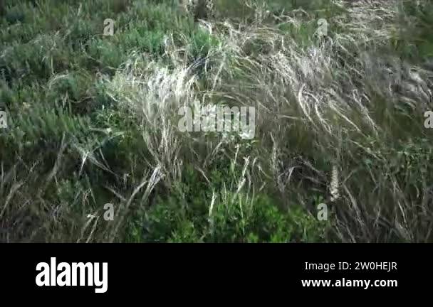 Stipa lessingiana (Needle Grass, Long grass) swaying in the wind from ...