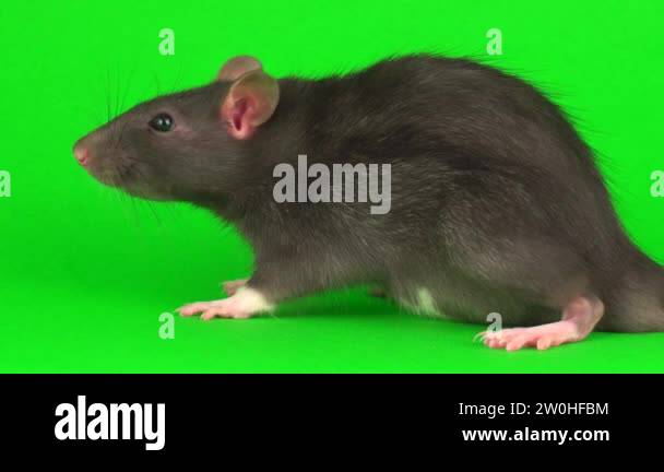 Gray rat on green screen background Stock Video Footage - Alamy