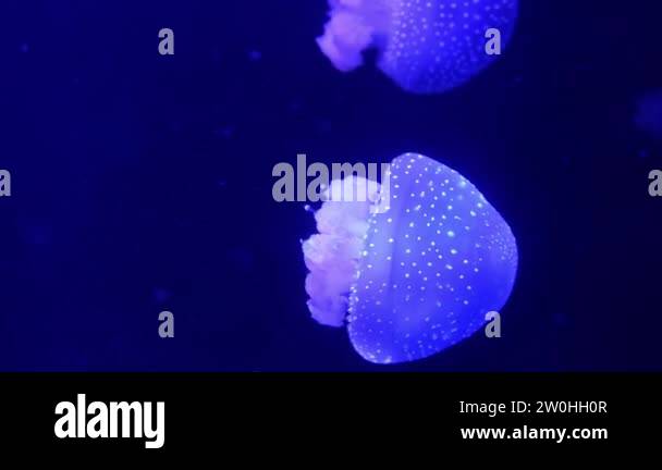 White-spotted jellyfish, known as the floating bell or in latin ...