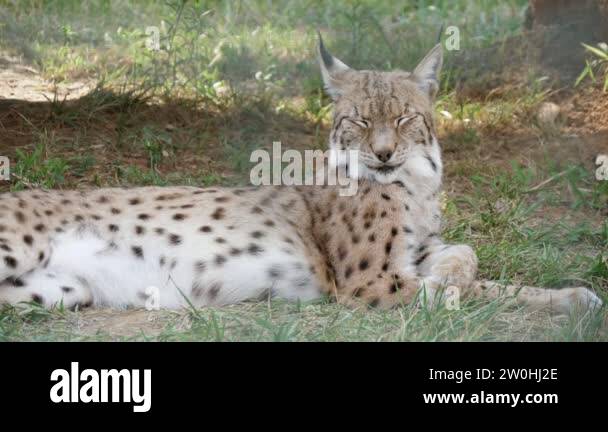 Cheery spotted lynx lying and shaking its head with a smiling face in a ...
