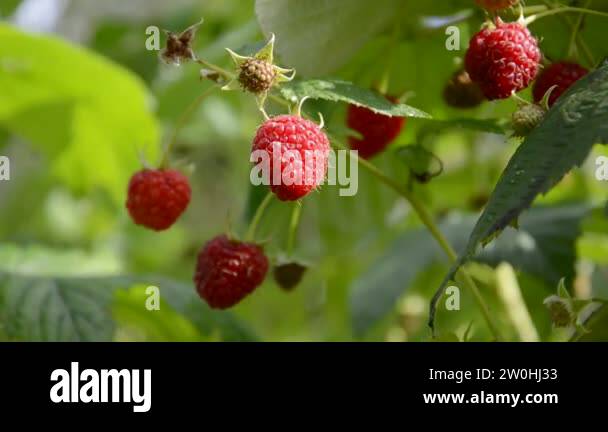 Raspberry plantation Stock Videos & Footage - HD and 4K Video Clips - Alamy