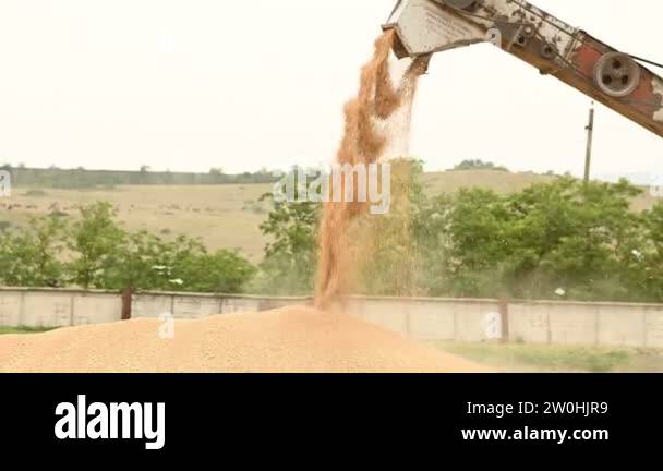 Demonstration of a steady stream of wheat grain from a combine or ...