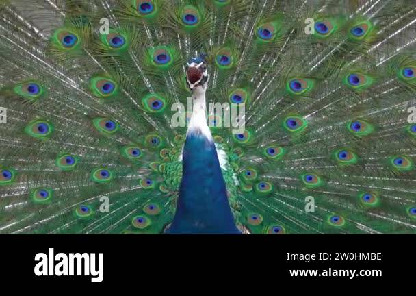 Mating pheasant Stock Videos & Footage - HD and 4K Video Clips - Alamy