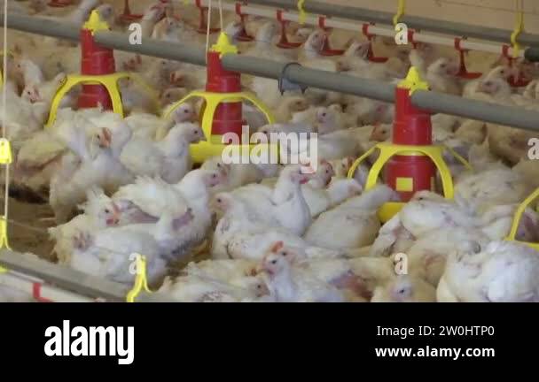 Poultry Farm / Modern poultry farm for breeding chickens Stock Video ...