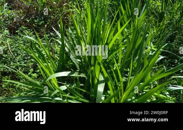 Close up Pennisetum purpureum (Cenchrus purpureus Schumach, Napier ...