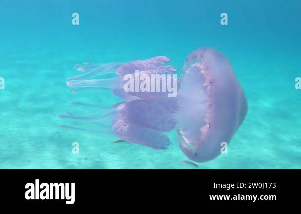 A Rhizostoma pulmo, commonly known as barrel jellyfish, dustbin-lid ...
