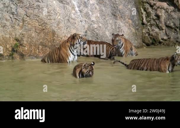 Tigers river Stock Videos & Footage - HD and 4K Video Clips - Alamy