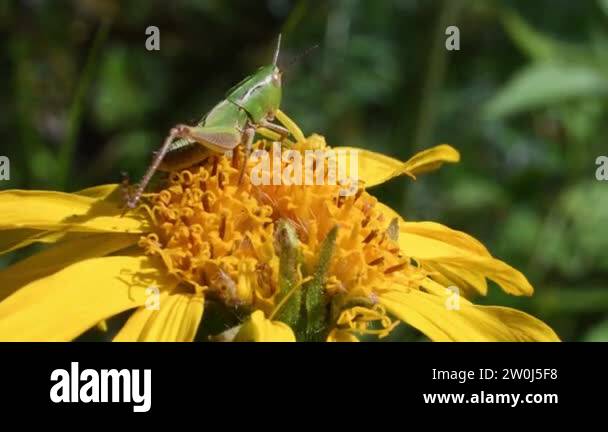 crab spider attack grasshopper, Thomisus, on Arnica montana, attack ...