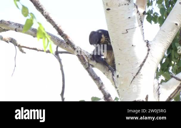 Swift predator Stock Videos & Footage - HD and 4K Video Clips - Alamy