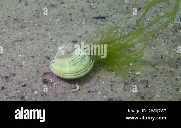 Enteromorpha green algae grew on clams (Chamelea gallina). Black sea ...