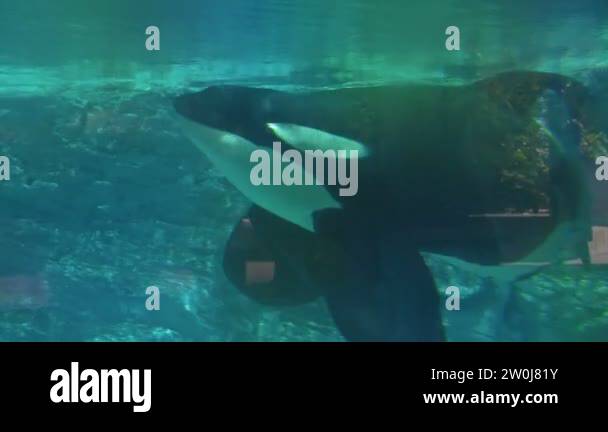 Killer whale display Stock Videos & Footage - HD and 4K Video Clips - Alamy