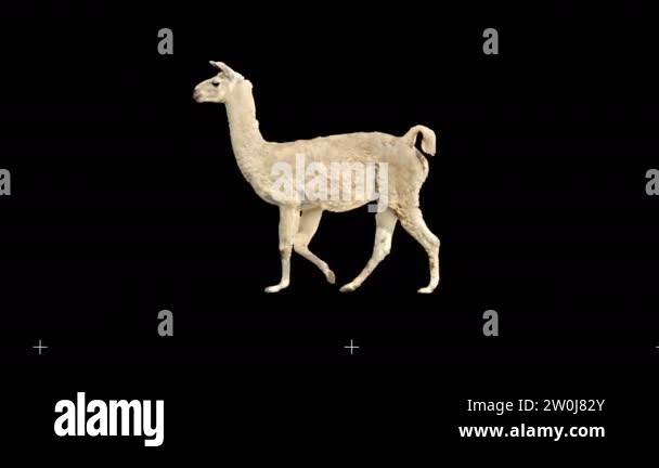 Lama slowly walking seamlessly looped on black screen, real shot ...