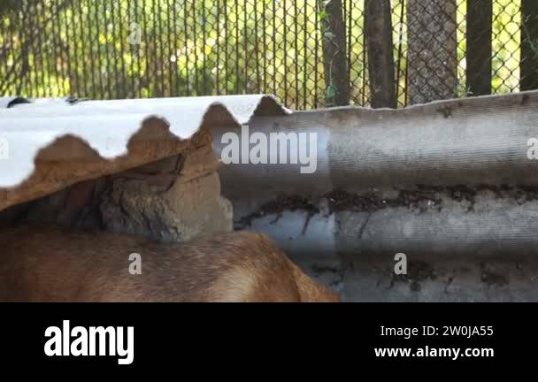 Poor animal welfare Stock Videos & Footage - HD and 4K Video Clips - Alamy