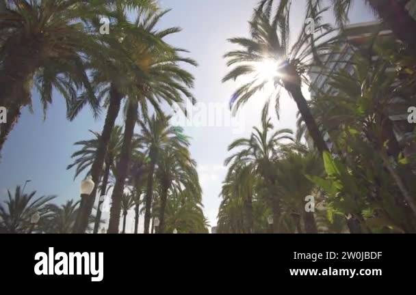 Palm alley in the park. Walk between the palm trees in the park, the ...