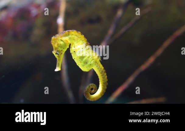 common yellow spotted estuary seahorse in closeup, popular exotic ...