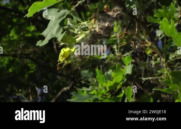 Nest oak processionary caterpillar in an oak tree. Poisonous hairs are ...