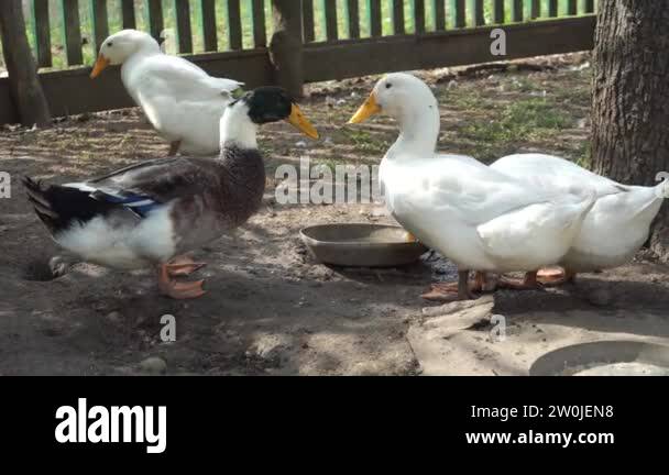Domestic duck in the garden in the village drinking water from the pan ...