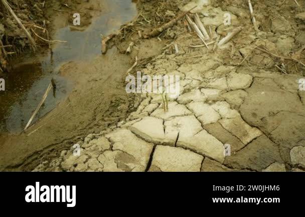 Cracked drought soil river stream wetland water, swamp creek rivulet ...