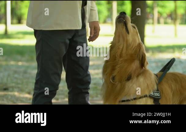 Man training guide dog Stock Videos & Footage - HD and 4K Video Clips ...