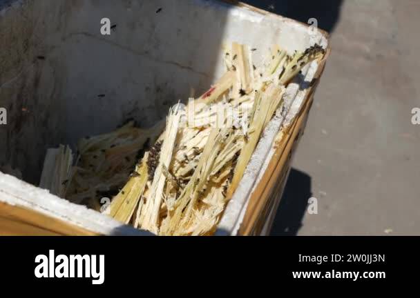 Cane waste Stock Videos & Footage - HD and 4K Video Clips - Alamy