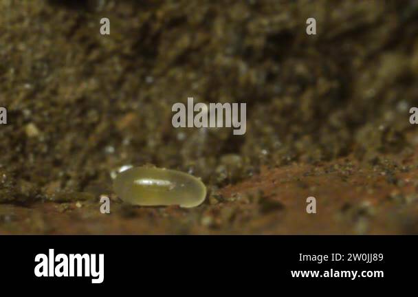 queen ant with egg, exrteme close-up, artificial anthill, insect Stock ...