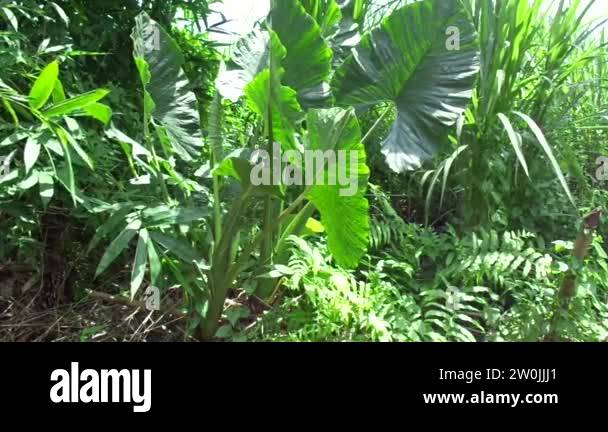close up Taro leaves (Colocasia esculenta, talas) with natural ...