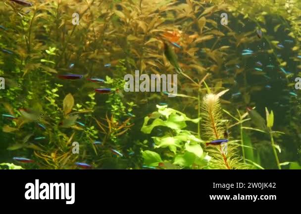 Colorful vivid fluorescent small fishes glow in river fresh water ...