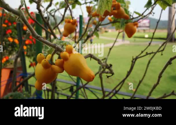 Udder fruit Stock Videos & Footage - HD and 4K Video Clips - Alamy