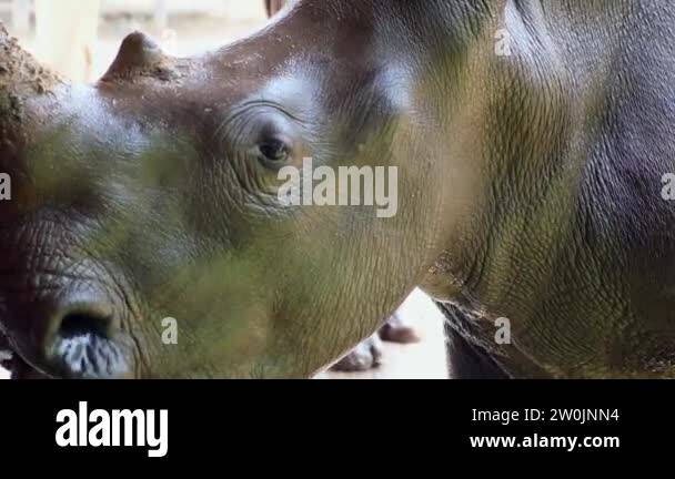 Rhino ranger Stock Videos & Footage - HD and 4K Video Clips - Alamy