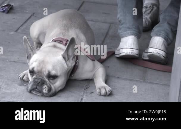 Pretty dog feet Stock Videos & Footage - HD and 4K Video Clips - Alamy