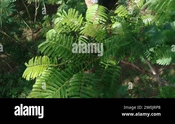 Sato leaves (Parkia speciosa, Parkia speciosa, petai, pete, twisted ...