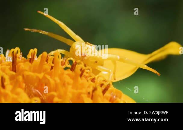 crab spider, Thomisus on Arnica montana, attack position, yellow spider ...
