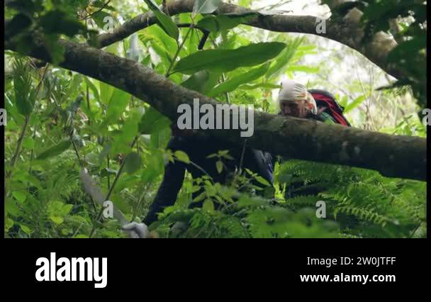Two hikers passing through the branches of tree in the woods and making ...