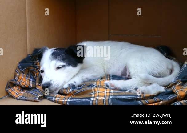 Cardboard ears Stock Videos & Footage - HD and 4K Video Clips - Alamy