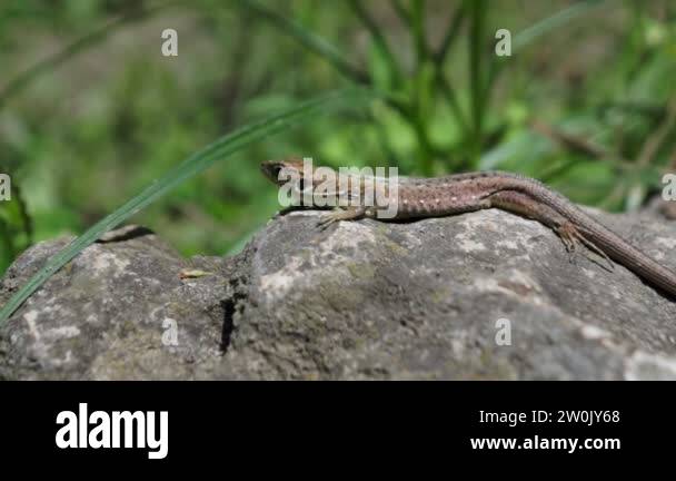 Lizard close up. European green lizard (Lacerta viridis), stone and ...